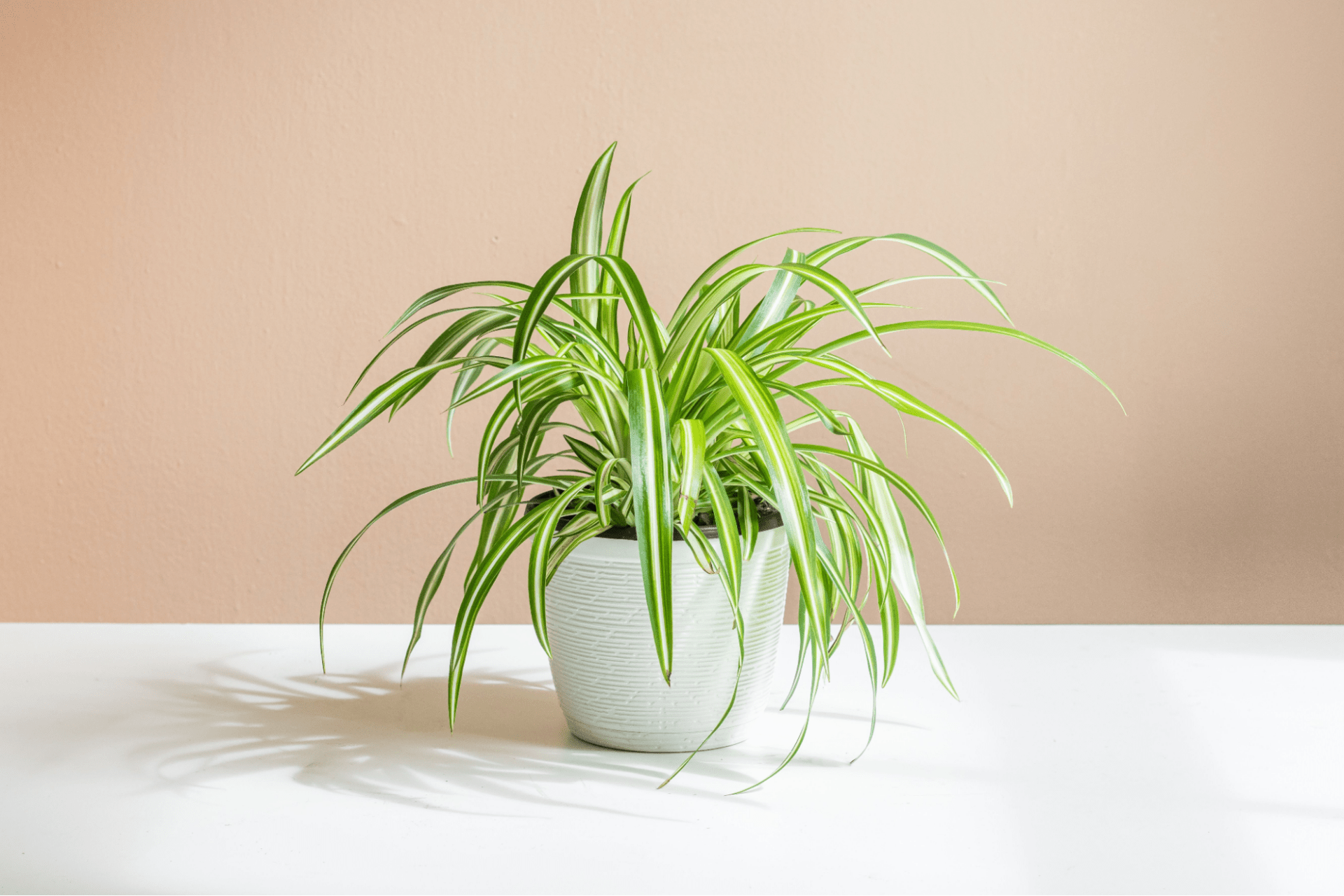20 Best Plants for Your Office Space | ClickUp